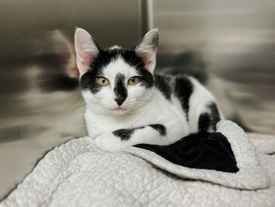 Declaw Consent Form | K-M Regional Veterinary Hospital