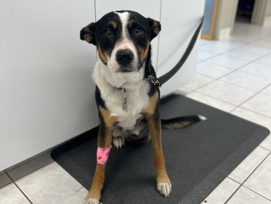 Anesthesia Consent Form | K-M Regional Veterinary Hospital