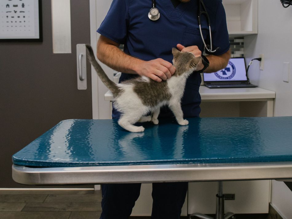 Client Education Videos | K-M Regional Veterinary Hospital
