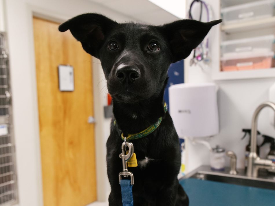 Specialty Referral Clinics | K-M Regional Veterinary Hospital
